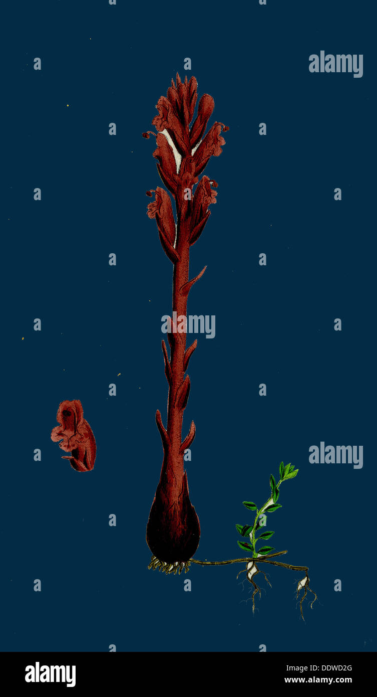Orobanche rubra; Red Broom-rape Stock Photo - Alamy