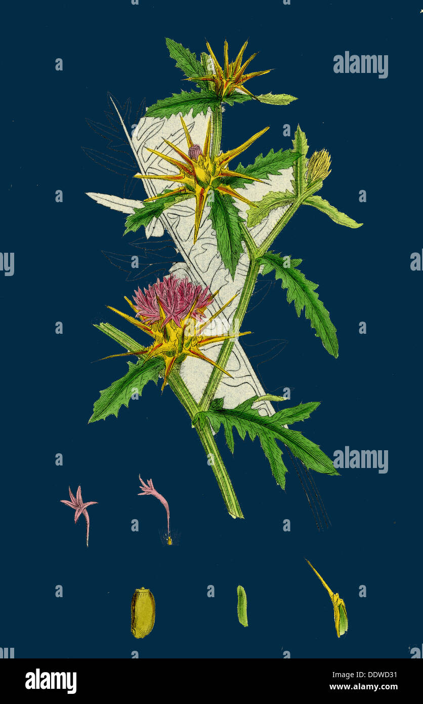 Star thistle hi-res stock photography and images - Alamy