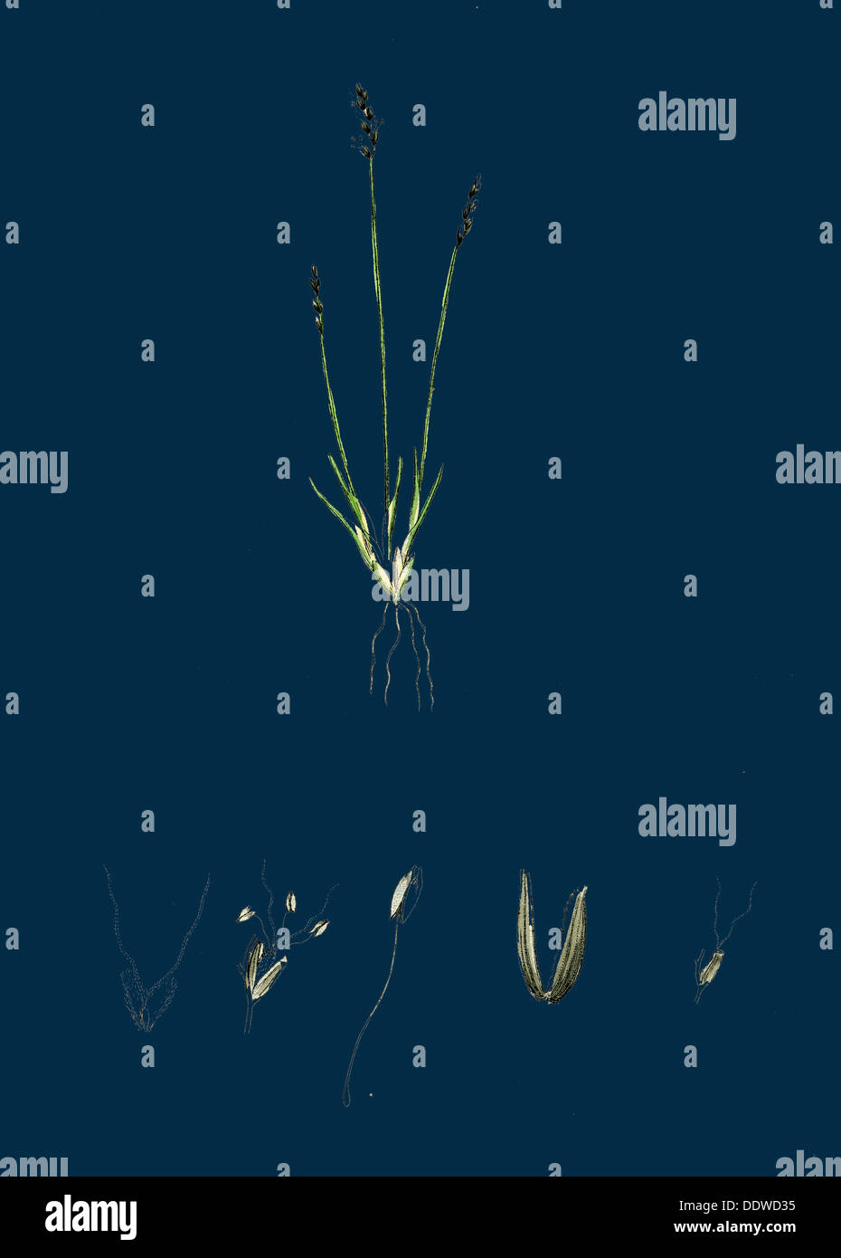 Chamagrostis minima hi-res stock photography and images - Alamy