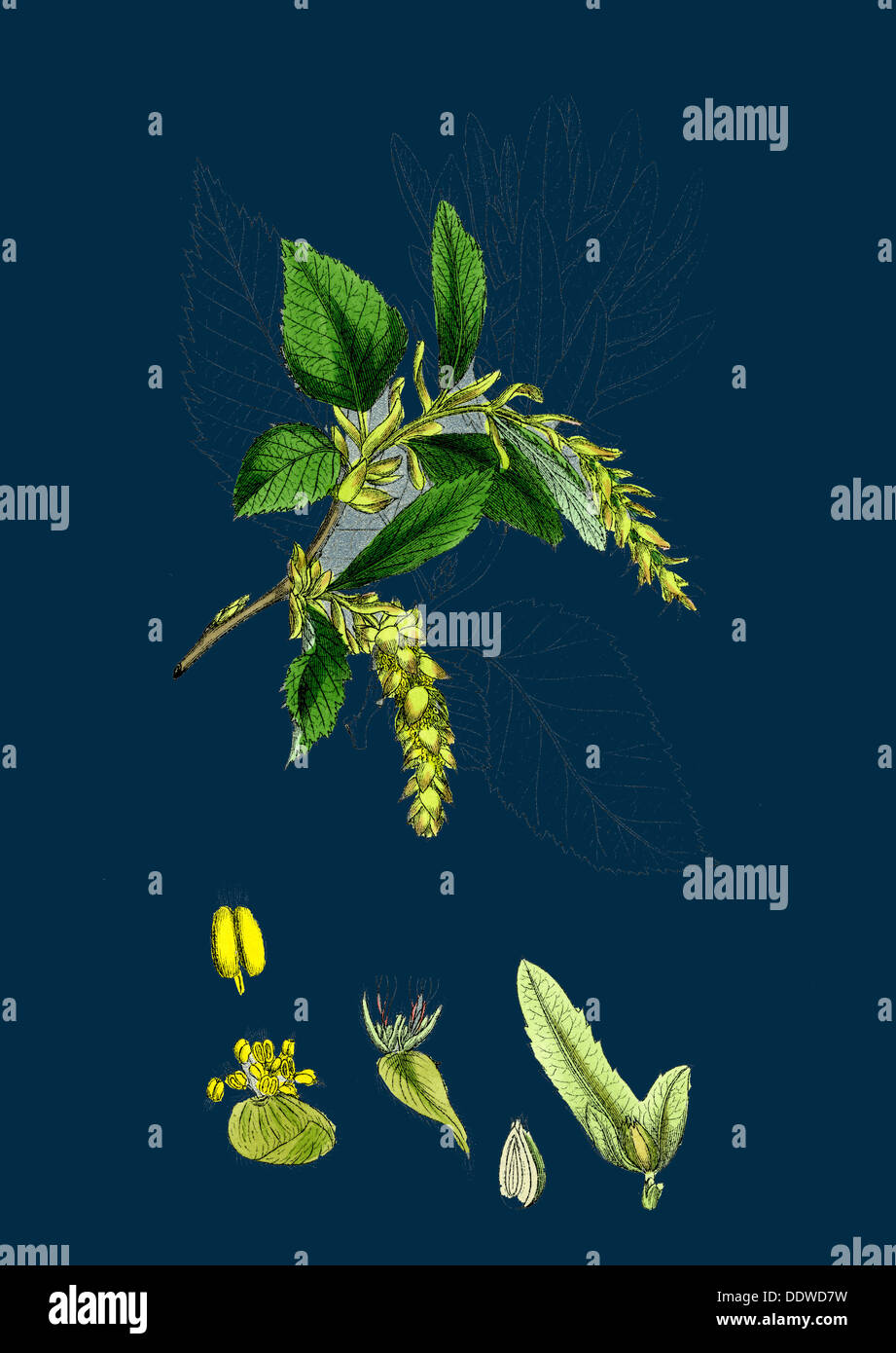 Illustration carpinus betulus hi-res stock photography and images - Alamy