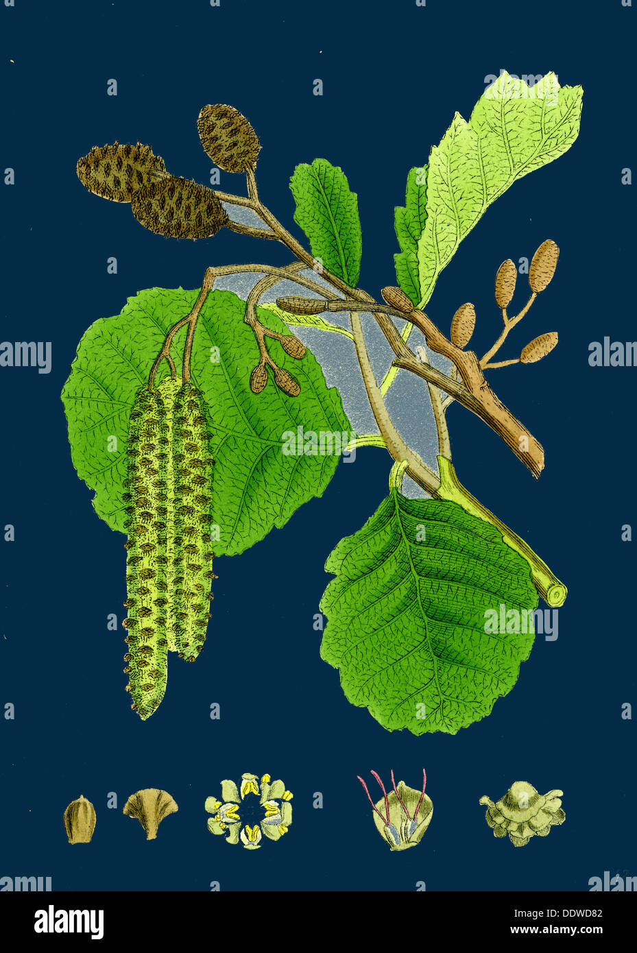 Alnus glutinosa; Common Alder Stock Photo - Alamy