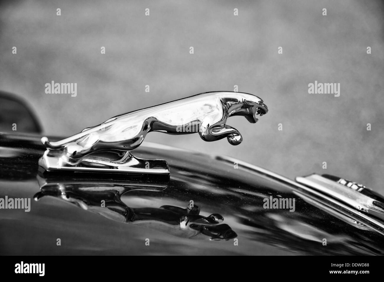 Jaguar car emblem hi-res stock photography and images - Alamy