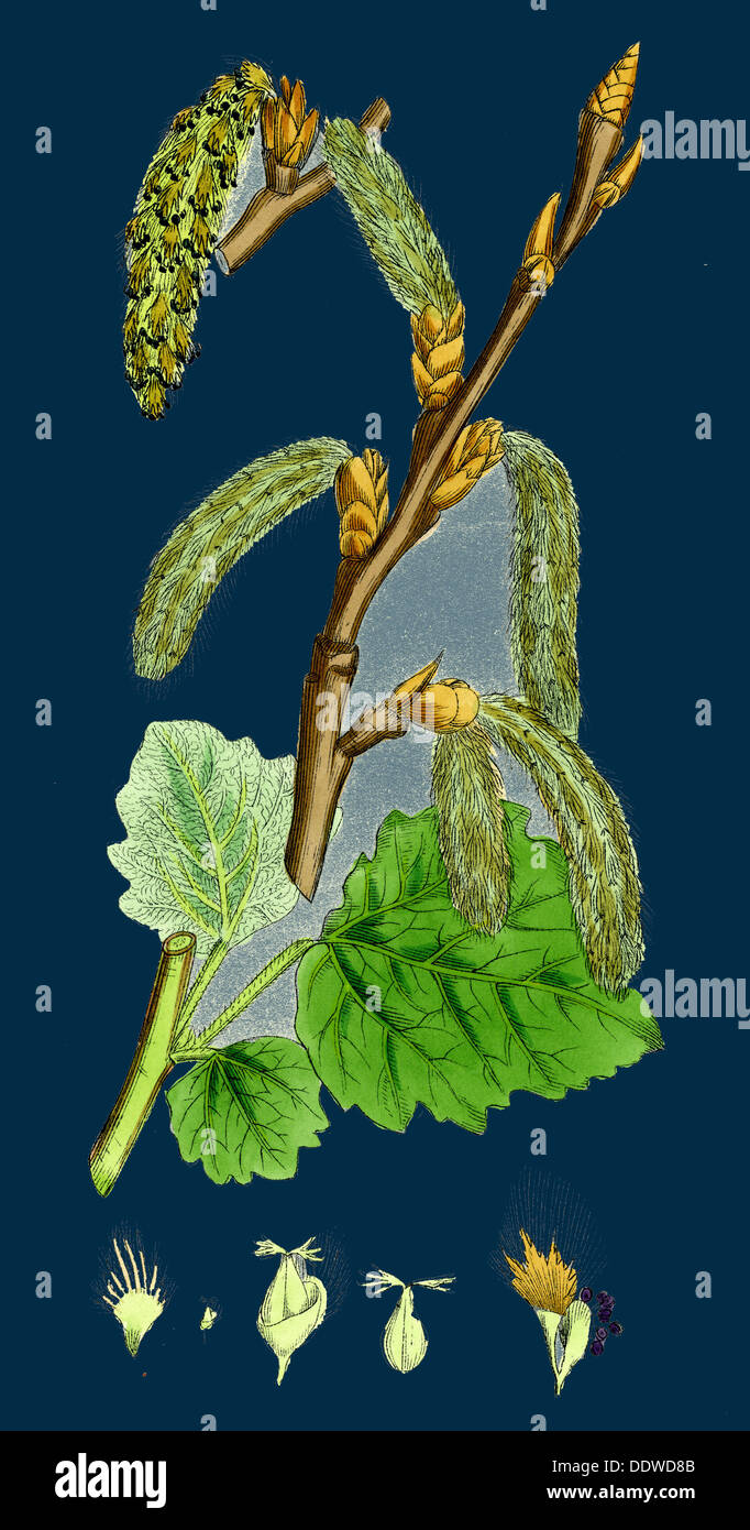 Gray poplar hi-res stock photography and images - Alamy