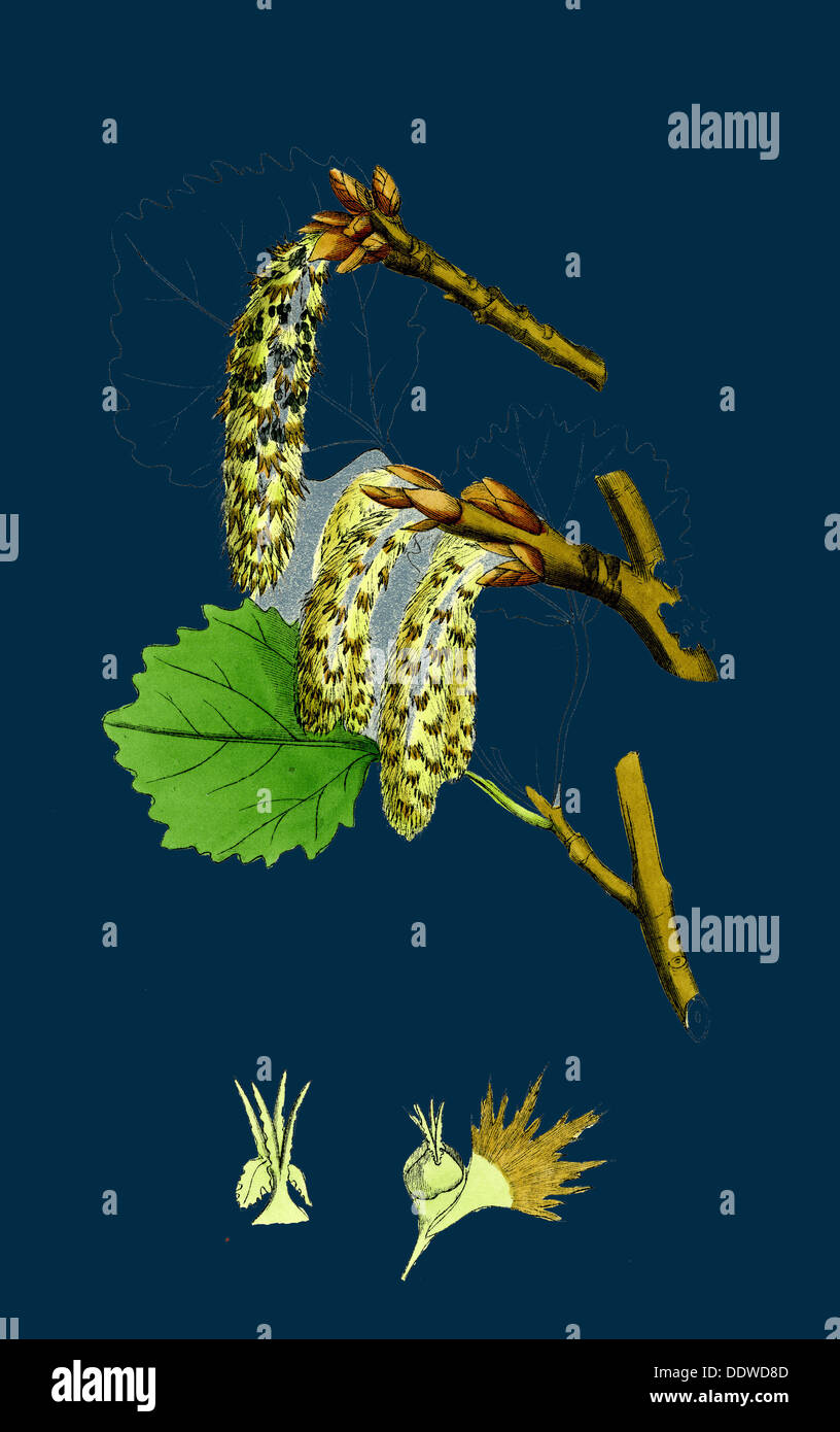 Aspen botanical illustration hi-res stock photography and images - Alamy
