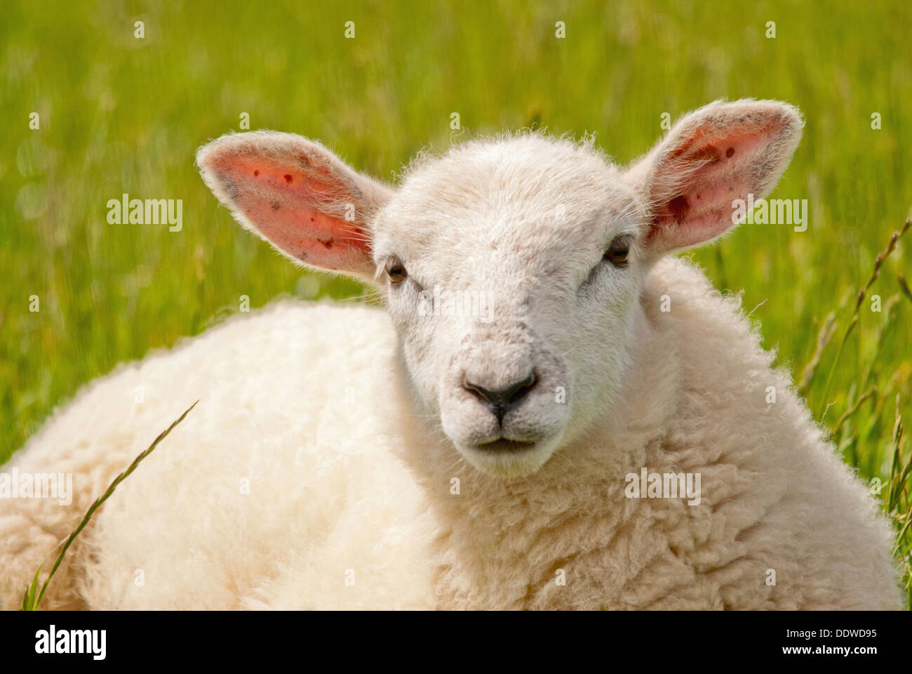 Swifter Lamb Portrait Stock Photo - Alamy