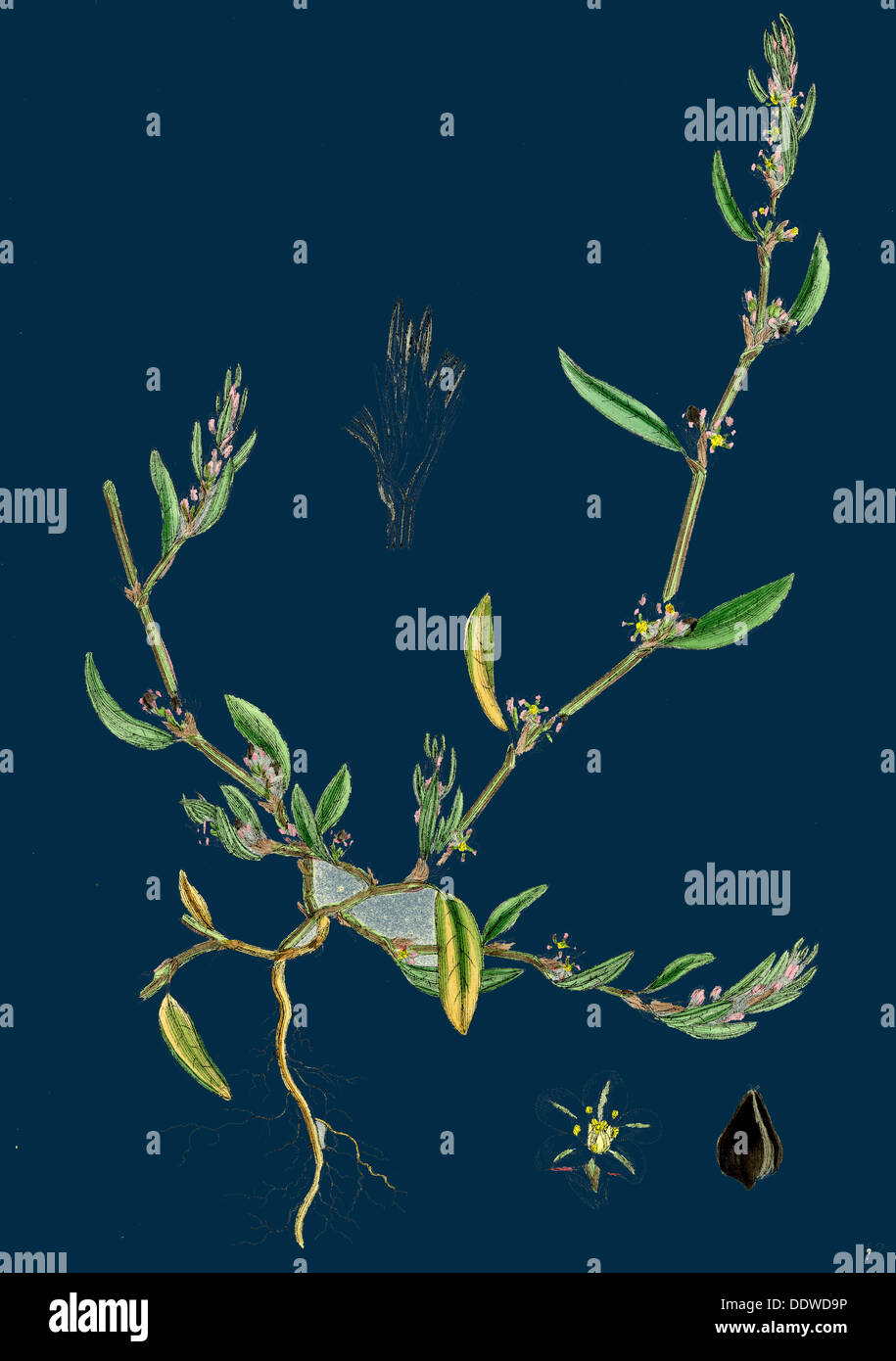 Polygonum Raii; Ray's Knot-grass Stock Photo - Alamy