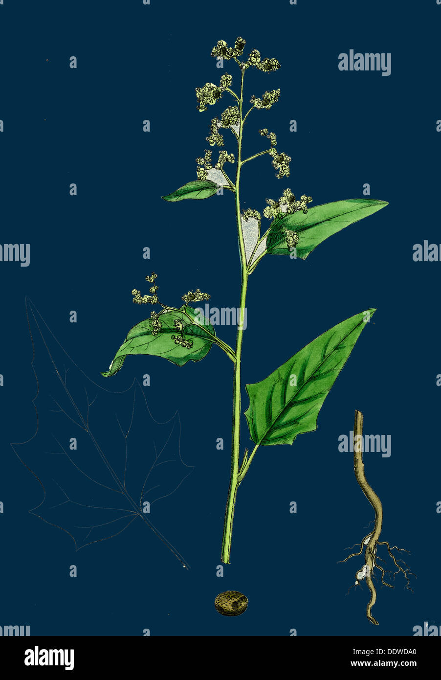 Chenopodium hybridum; Maple-leaved Goosefoot Stock Photo - Alamy