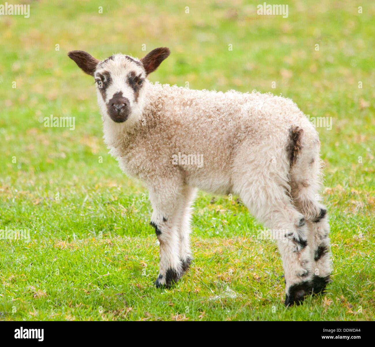 Lamb hi-res stock photography and images - Alamy