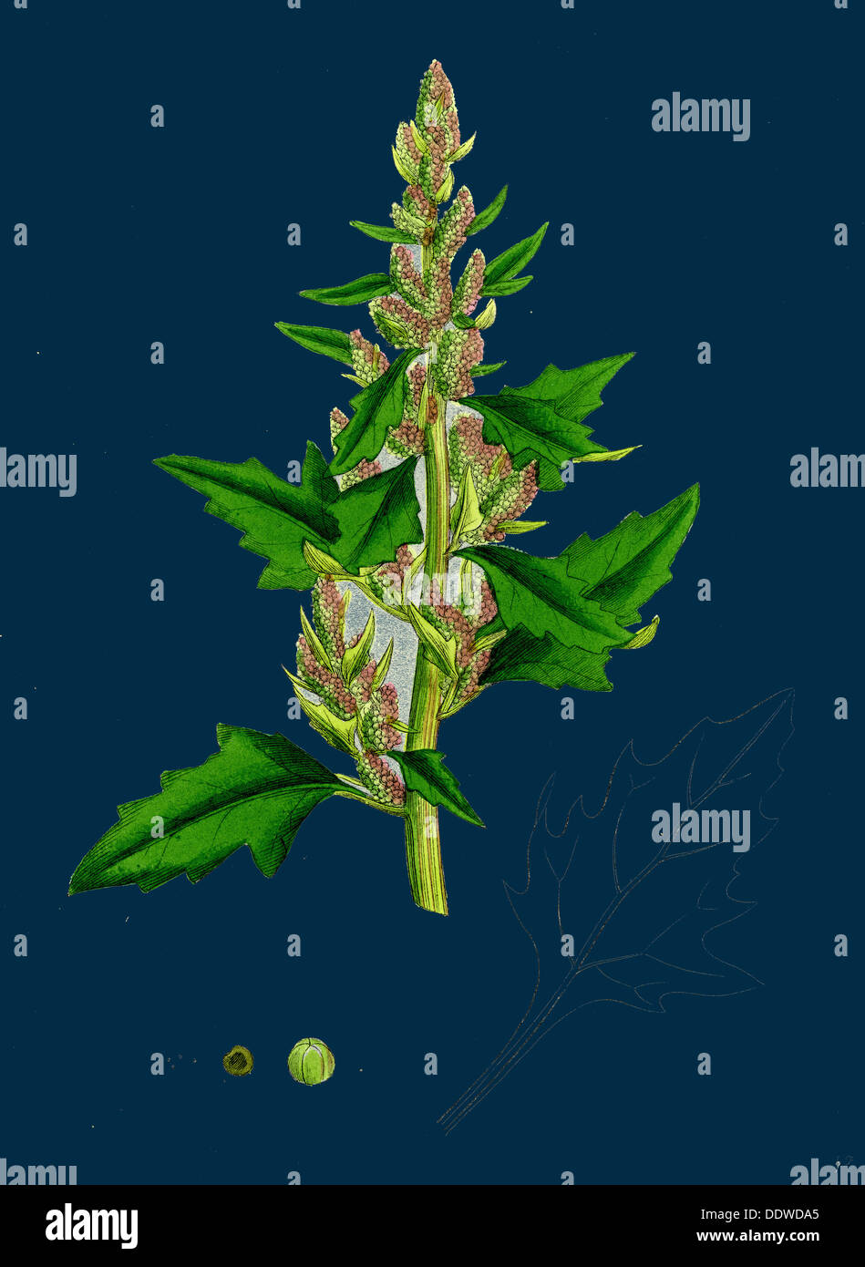 Chenopodium rubrum hi-res stock photography and images - Alamy