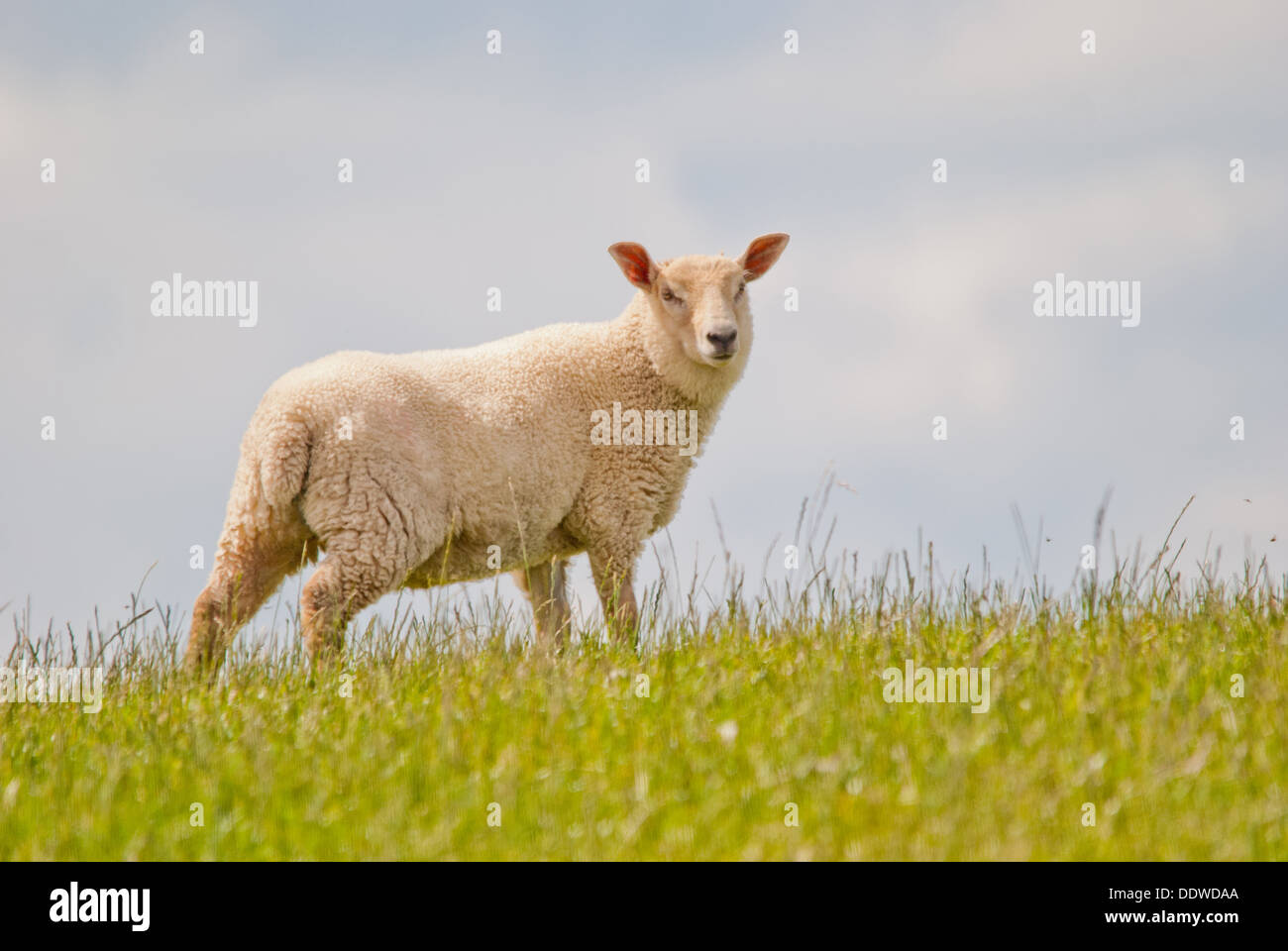 Cheviot sheep hi-res stock photography and images - Alamy