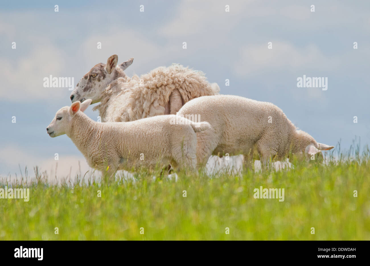Cheviot sheep lambs hi-res stock photography and images - Alamy