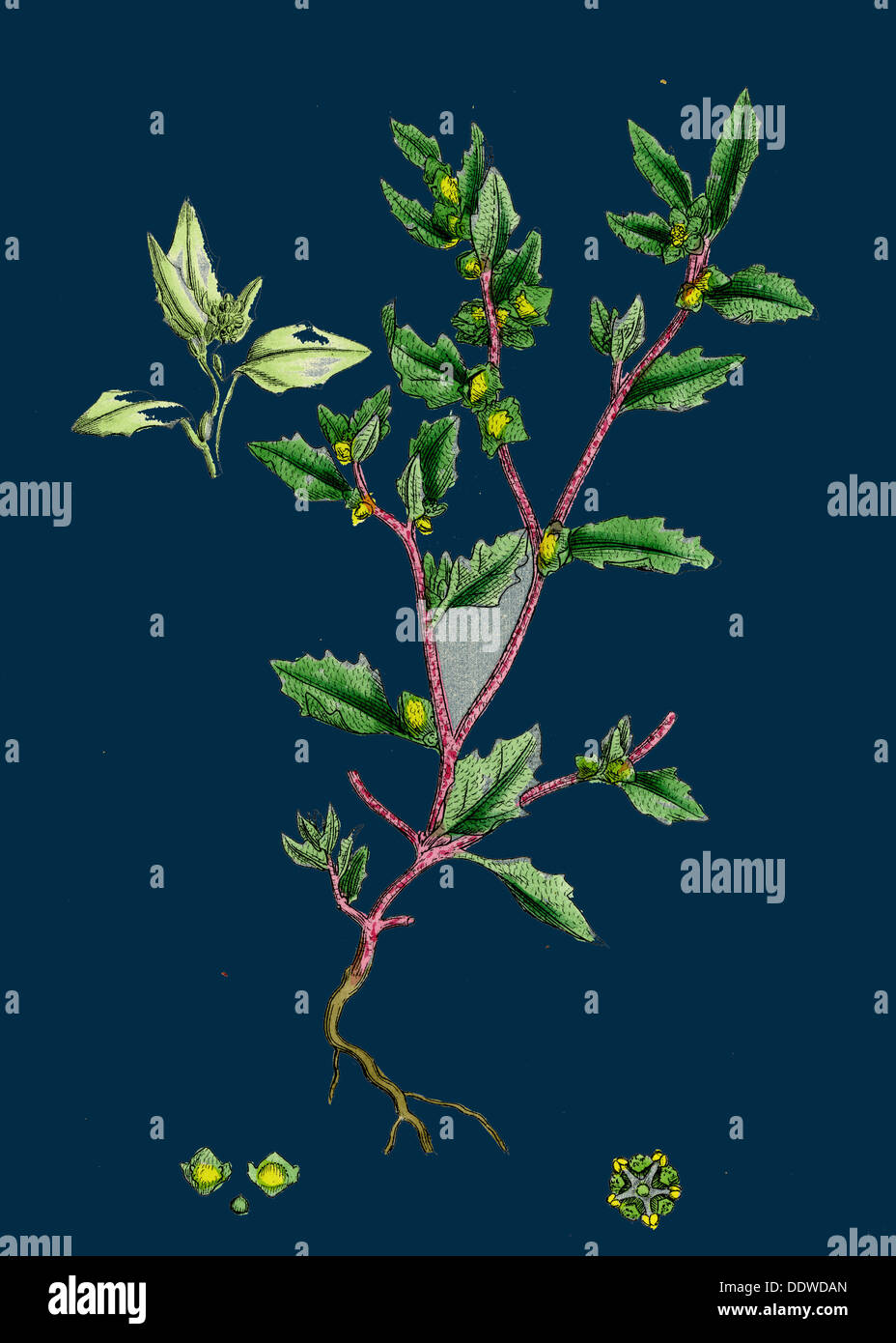 Atriplex arenaria; Frosted Sea Orache Stock Photo - Alamy