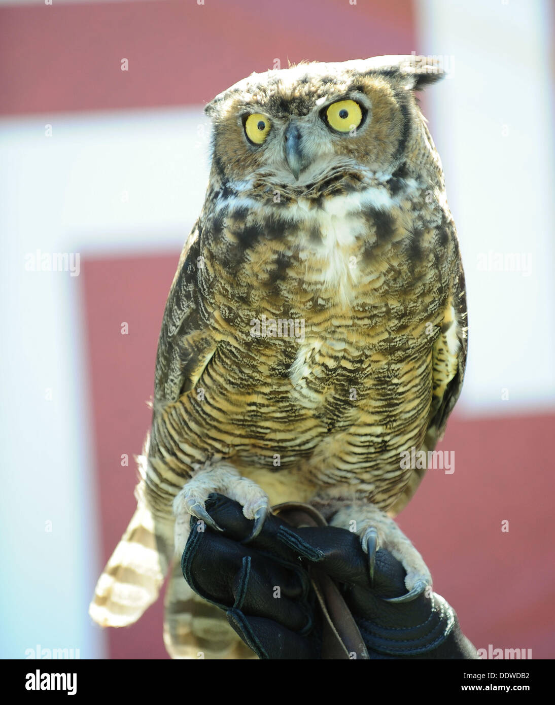 Philadelphia, Pennsylvania, USA. 7th Sep, 2013. Temple's mascot, STELLA ...