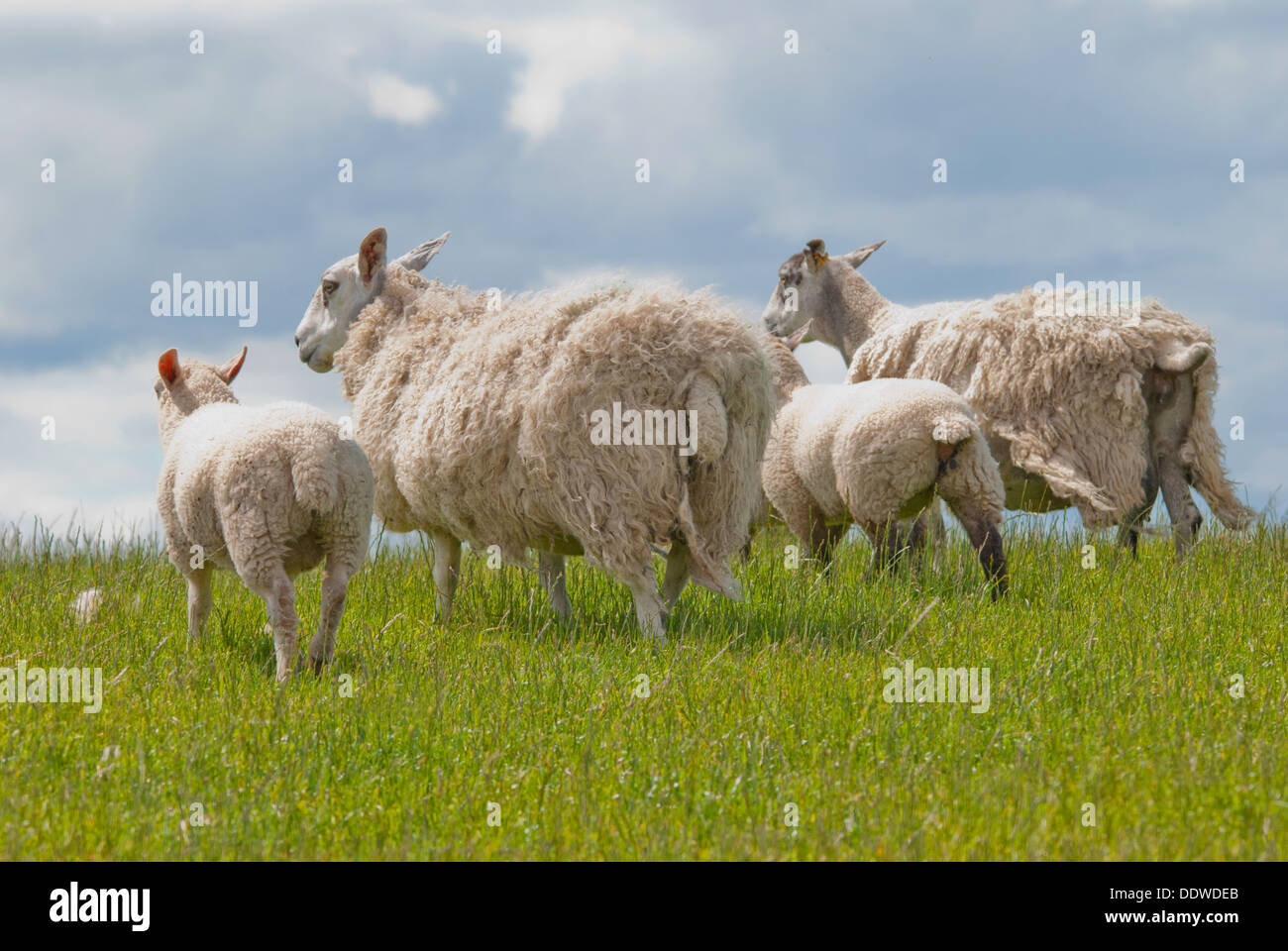 Cheviot sheep hi-res stock photography and images - Alamy