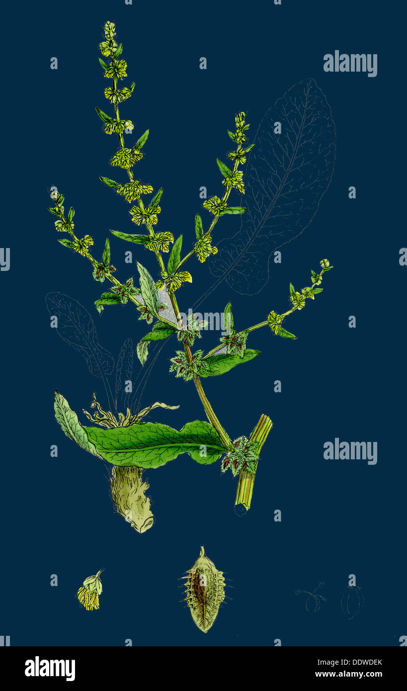 Rumex pulcher; Fiddle Dock Stock Photo - Alamy