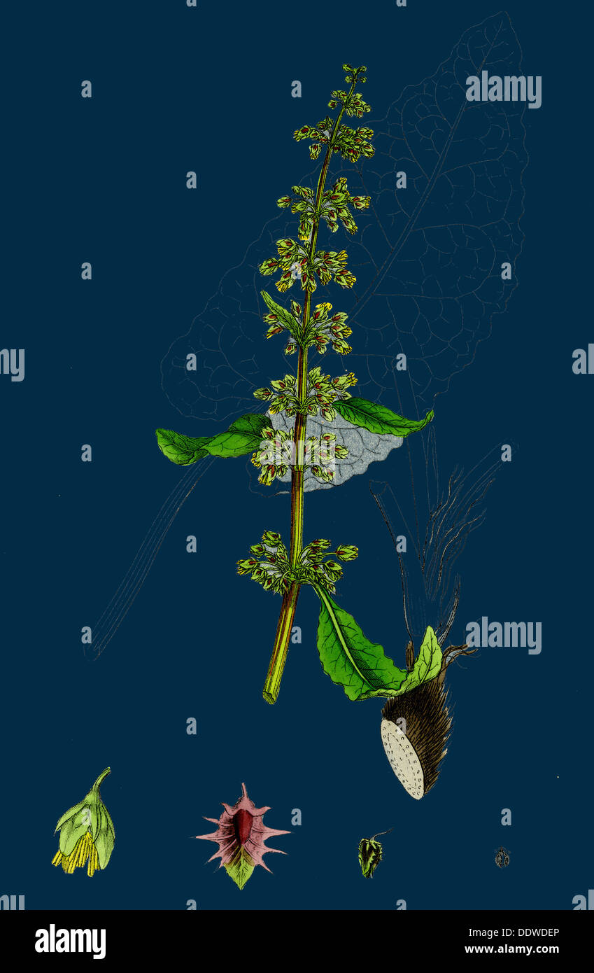 Rumex obtusifolius illustration hi-res stock photography and images - Alamy
