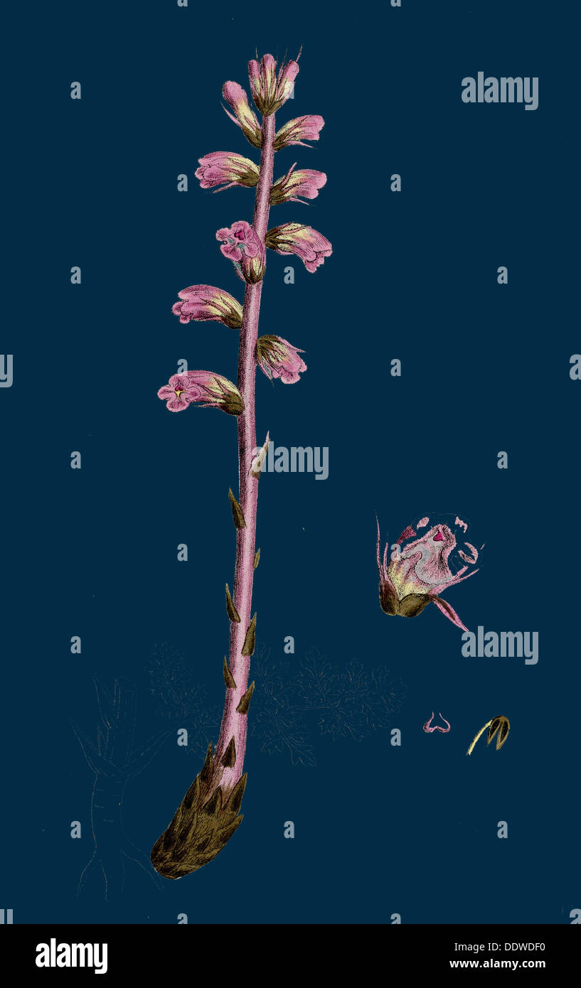 Orobanche amethystea; Bluish Broom-rape Stock Photo - Alamy