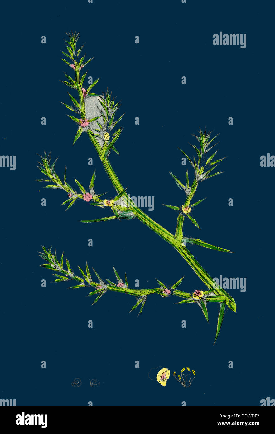 Salsola Kali; Prickly Saltwort Stock Photo - Alamy