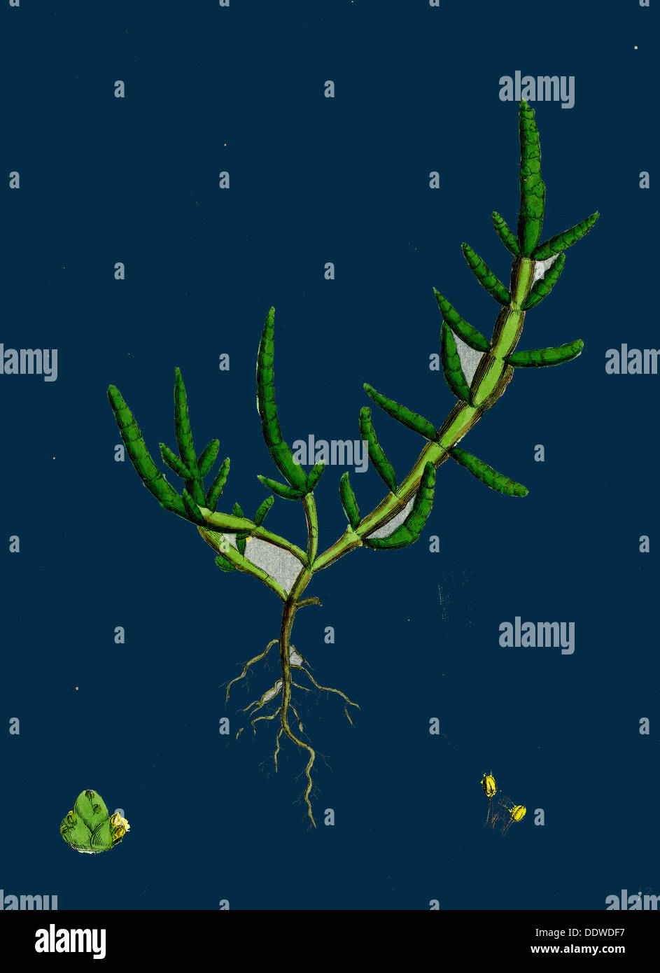 Salicornia herbacea, var. procumbens; Common Marsh-samphire, var. B ...