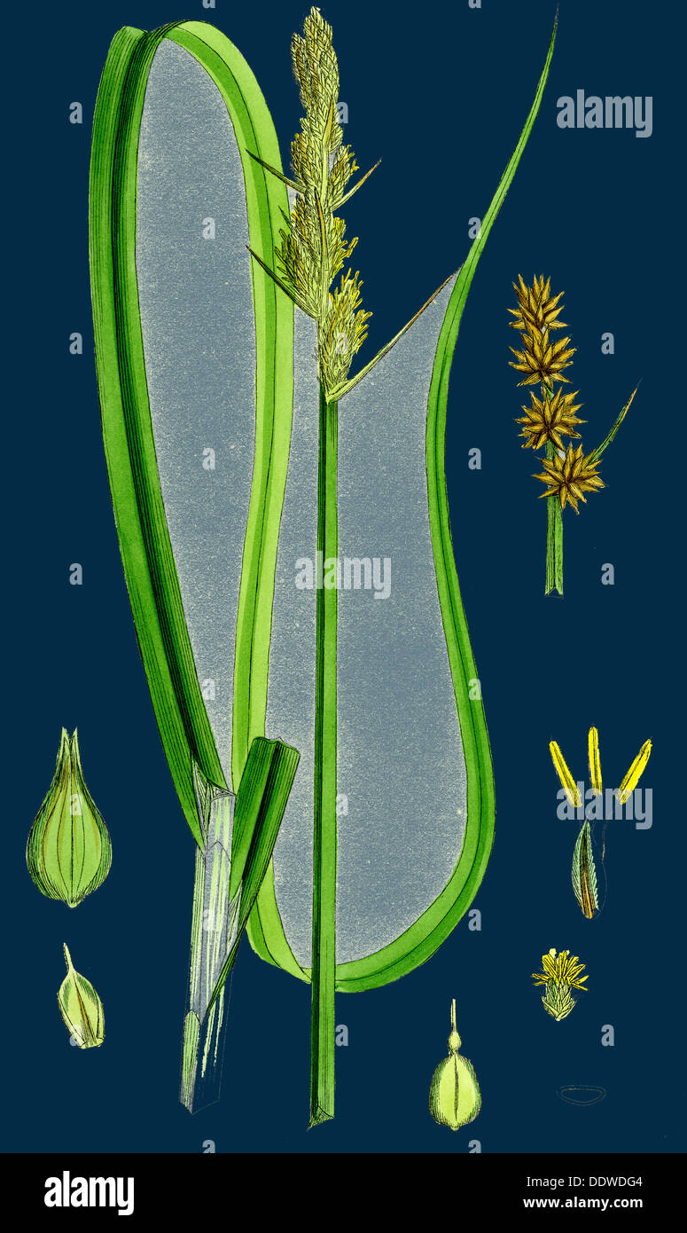 Carex vulpina; Great Sedge Stock Photo - Alamy