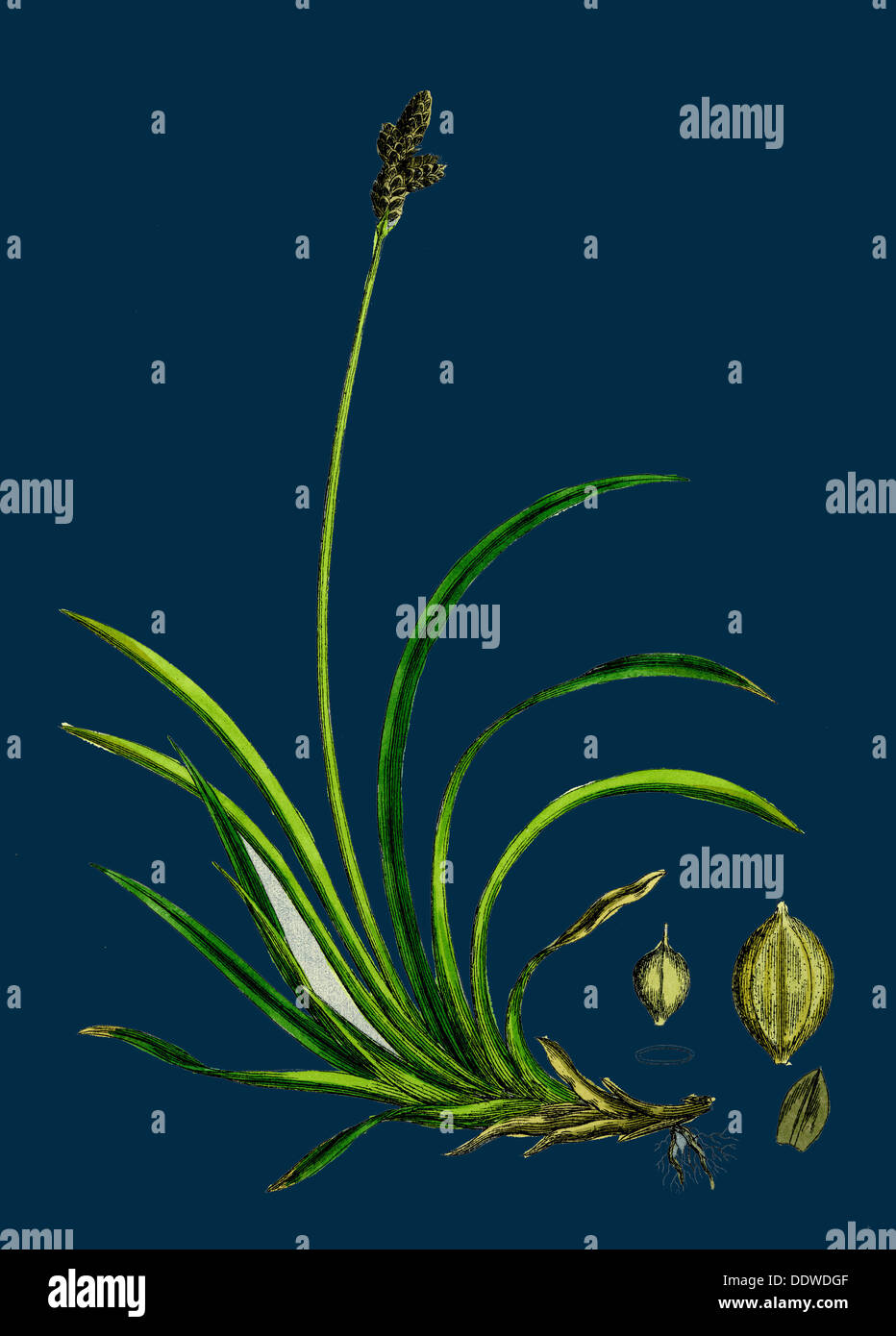 Carex rigida; Stiff Mountain Sedge Stock Photo - Alamy