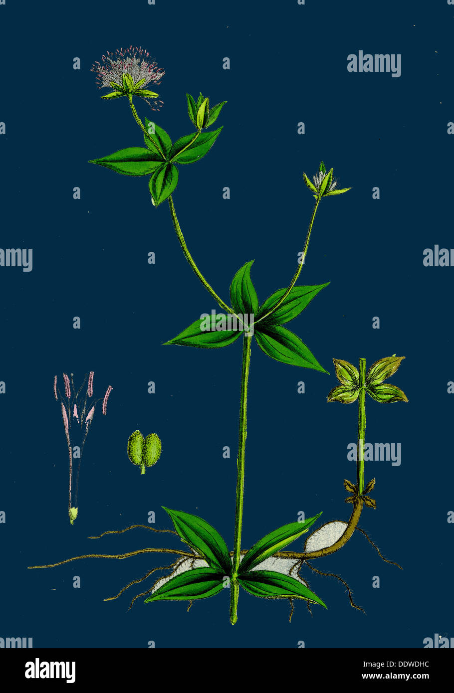 Four leaved woodruff hi-res stock photography and images - Alamy