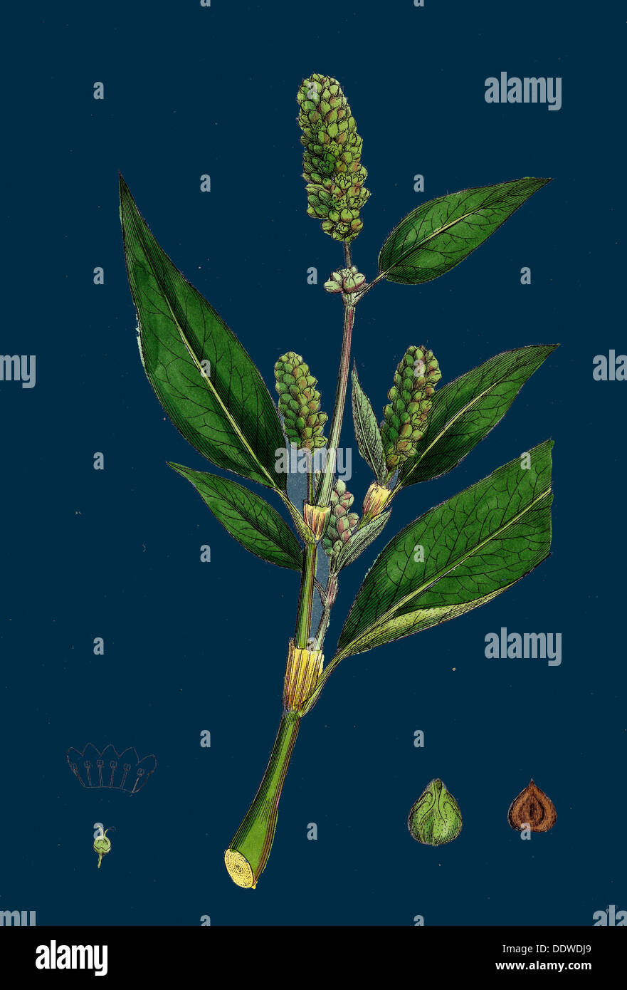 Polygonum lapathifolium hi-res stock photography and images - Alamy