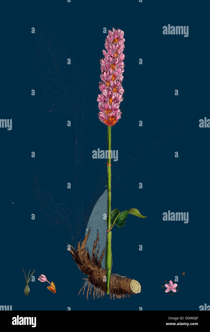 Polygonum Bistorta; Common Bistort Stock Photo - Alamy