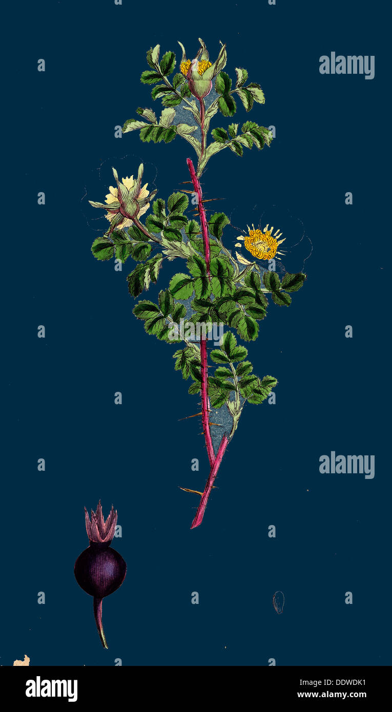 Rosa spinosissima botanical illustration hi-res stock photography and ...
