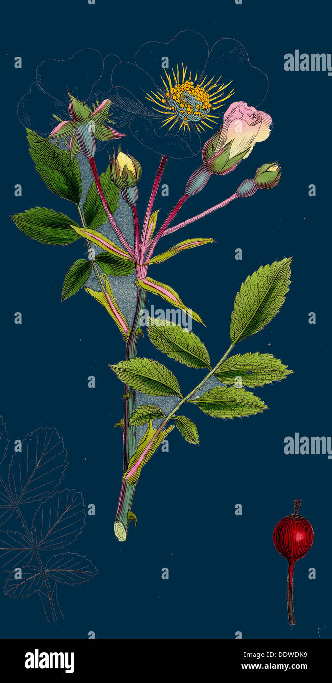 Trailing rose hi-res stock photography and images - Alamy