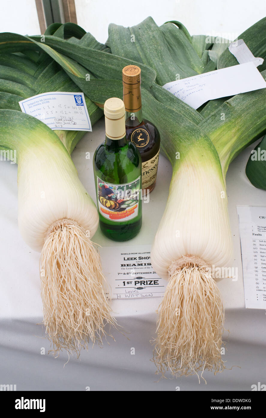 First prize winning leeks at the Leek Show Beamish museum north east ...