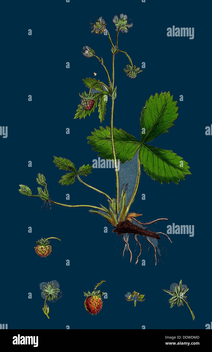 Fragaria vesca; Wild Strawberry Stock Photo - Alamy