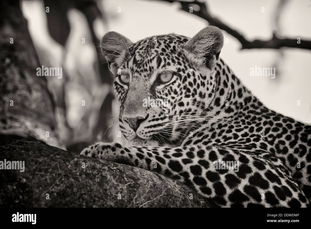Side view african leopard head hi-res stock photography and images - Alamy
