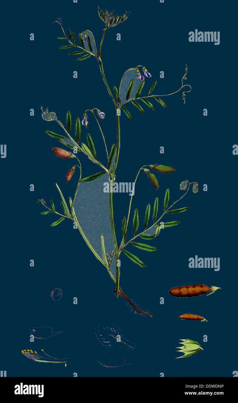 Vicia tetrasperma; Four-seeded Slender Tare Stock Photo - Alamy