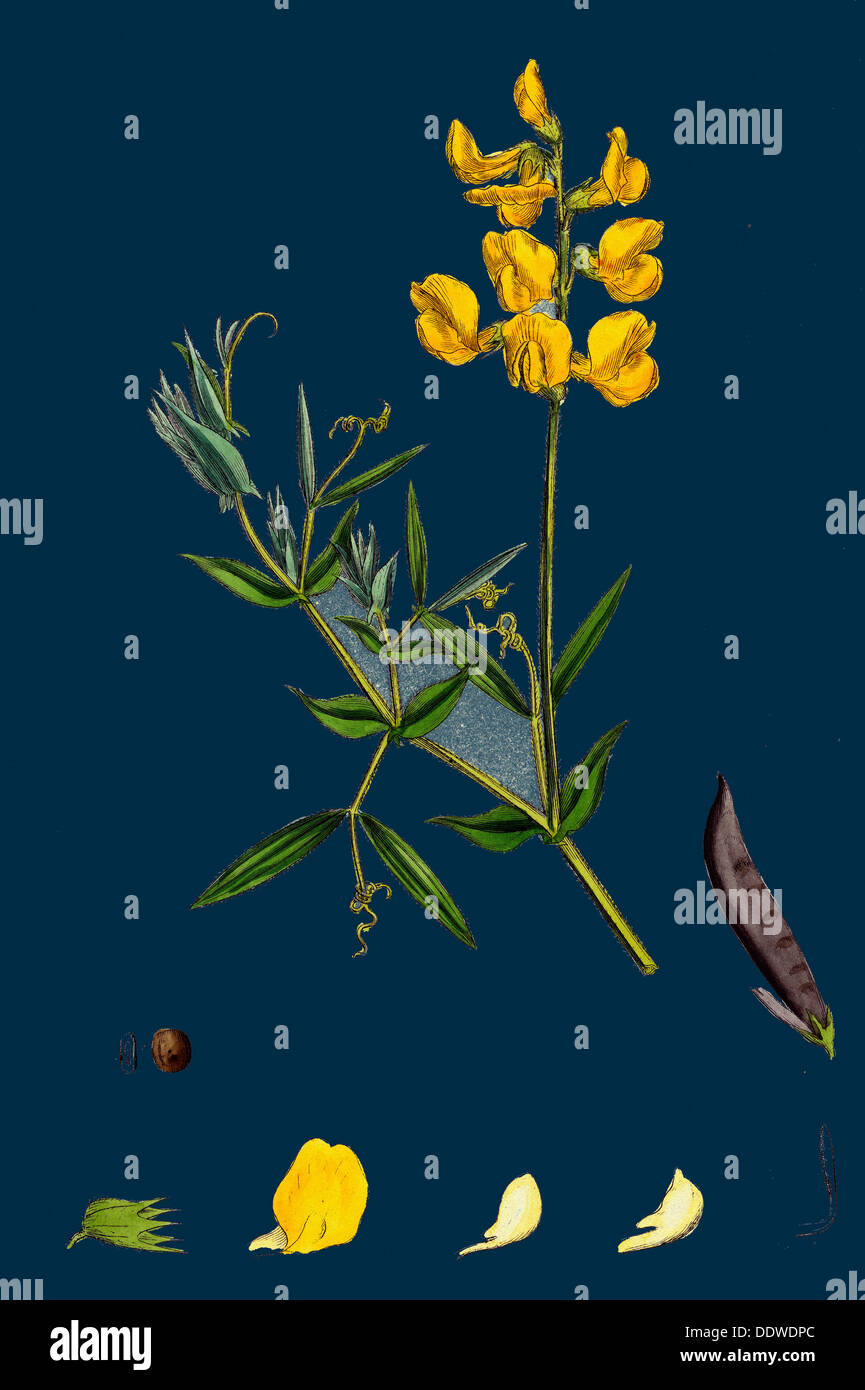 Lathyrus pratensis; Meadow Vetchling Stock Photo - Alamy