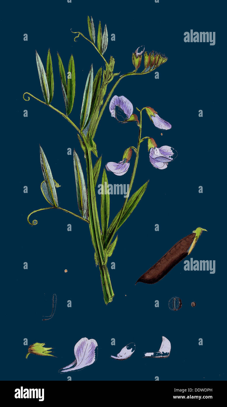 Lathyrus palustris; Marsh Vetchling Stock Photo - Alamy