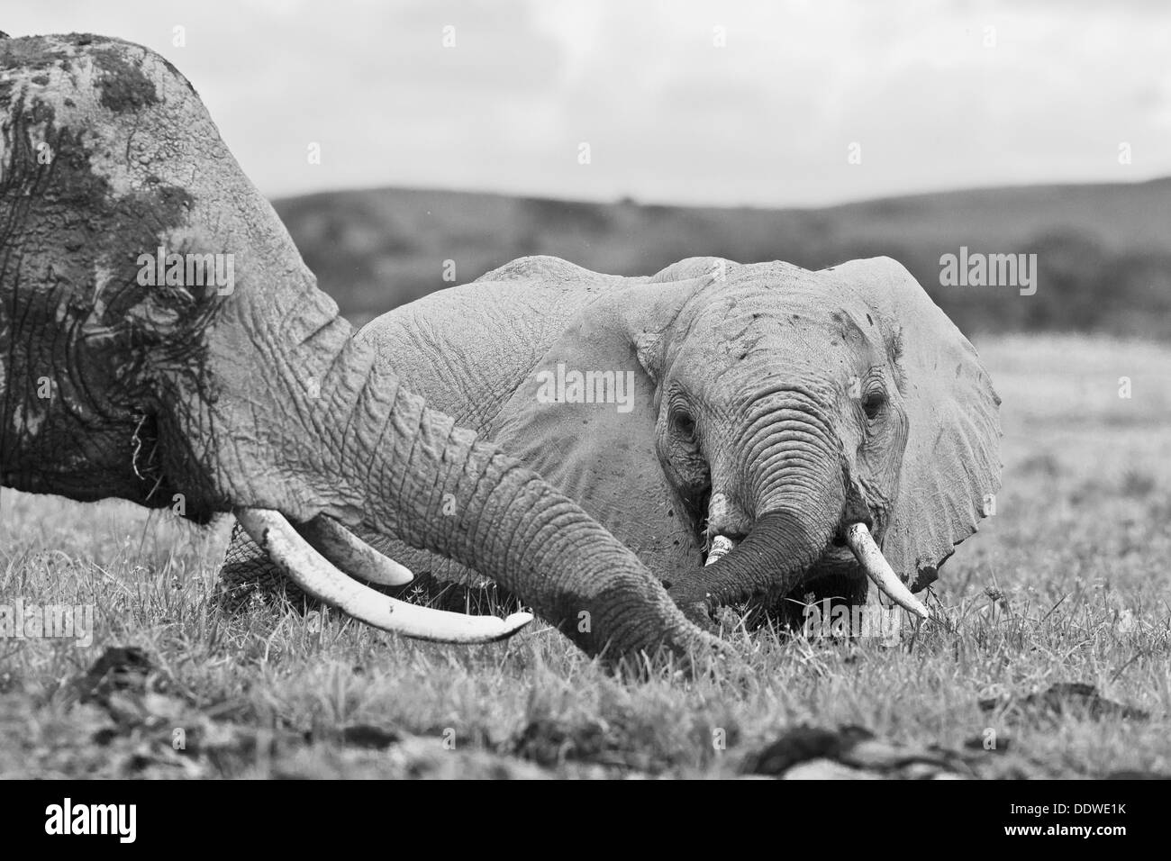 Female elephant Black and White Stock Photos & Images - Alamy