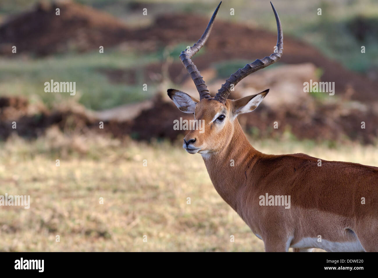 Impala side view face hi-res stock photography and images - Alamy