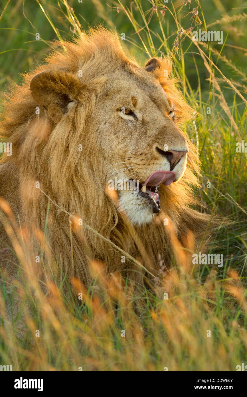 Sleepy lion hi-res stock photography and images - Alamy