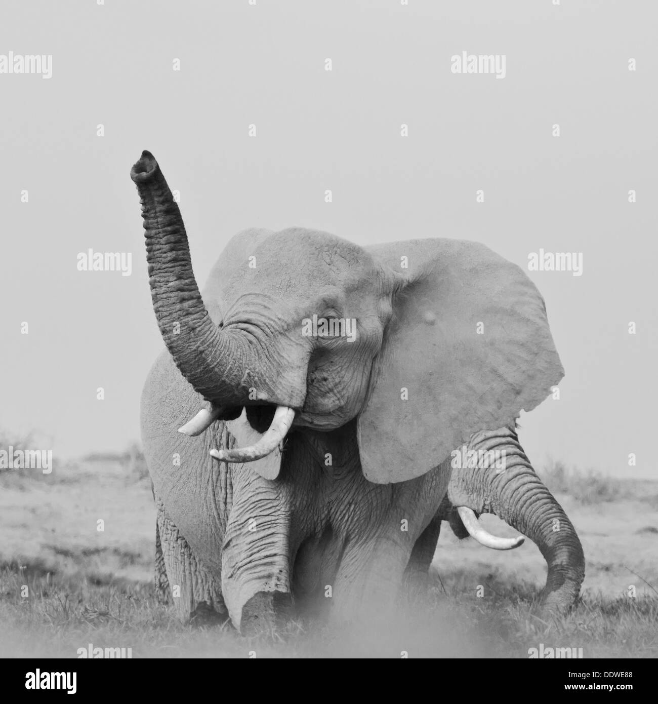 One With Trunk Raise Stock Photos & One With Trunk Raise Stock Images ...