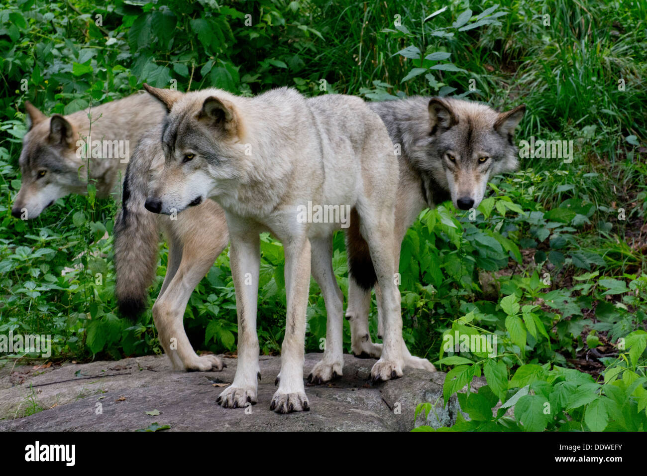 A trio of Timber Wolves Stock Photo - Alamy