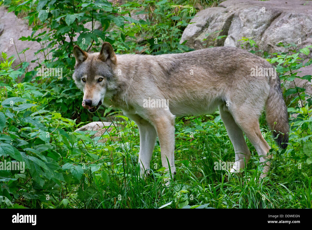 A lone Timber Wolf Stock Photo - Alamy