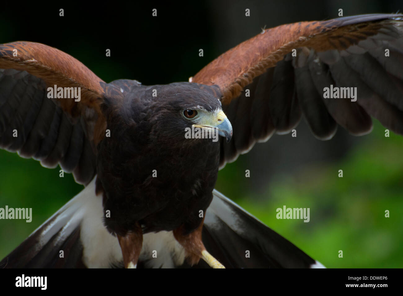 A Harris Hawk Stock Photo - Alamy