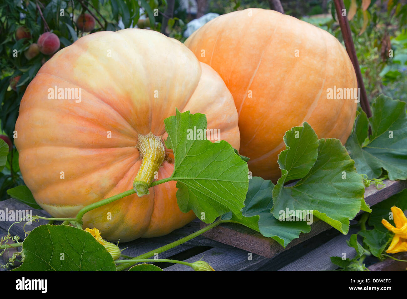 Pumpkin two hi-res stock photography and images - Alamy