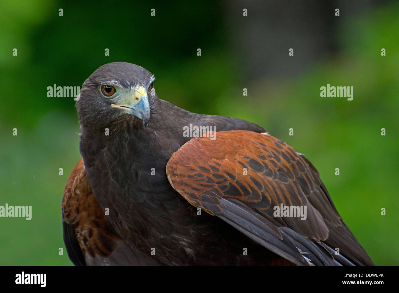 A Harris Hawk Stock Photo - Alamy