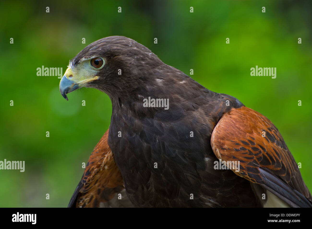 A Harris Hawk Stock Photo - Alamy