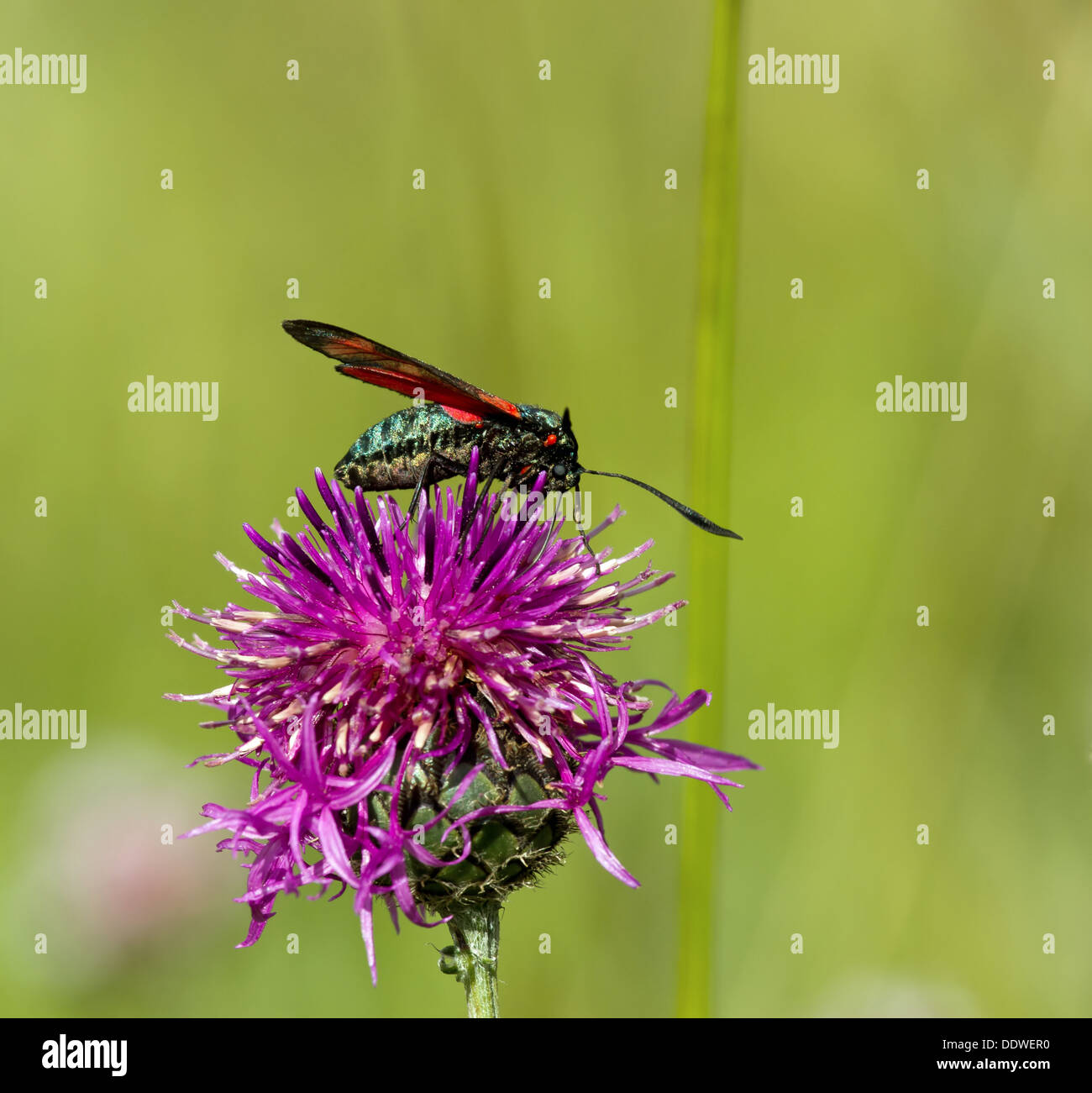 Iridescent moth hi-res stock photography and images - Alamy
