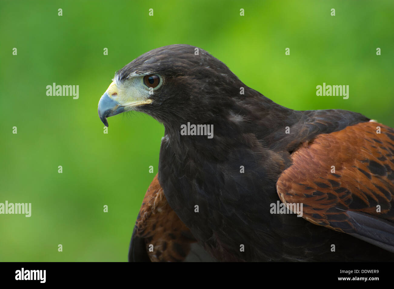 A Harris Hawk Stock Photo - Alamy