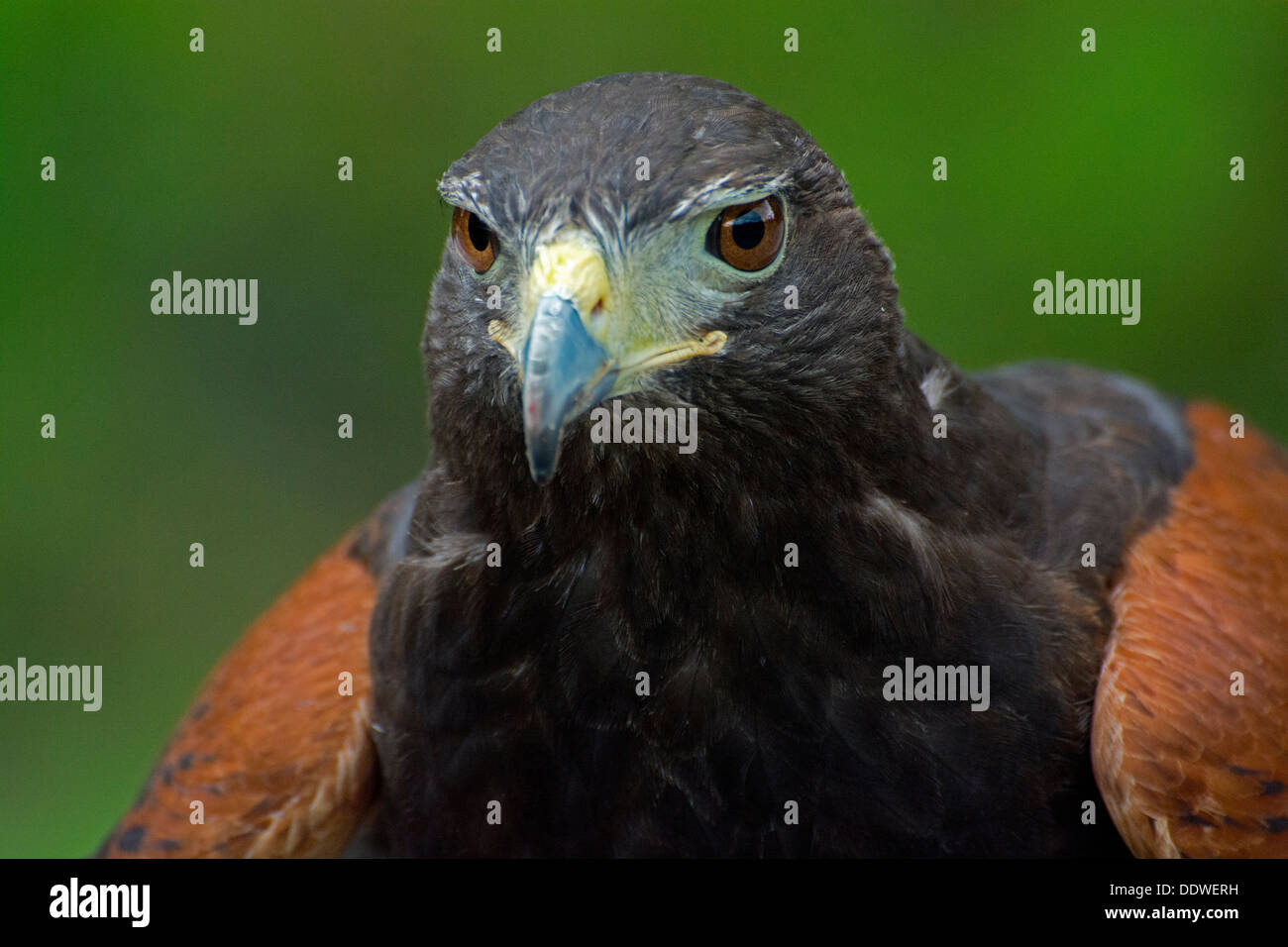 A Harris Hawk Stock Photo - Alamy
