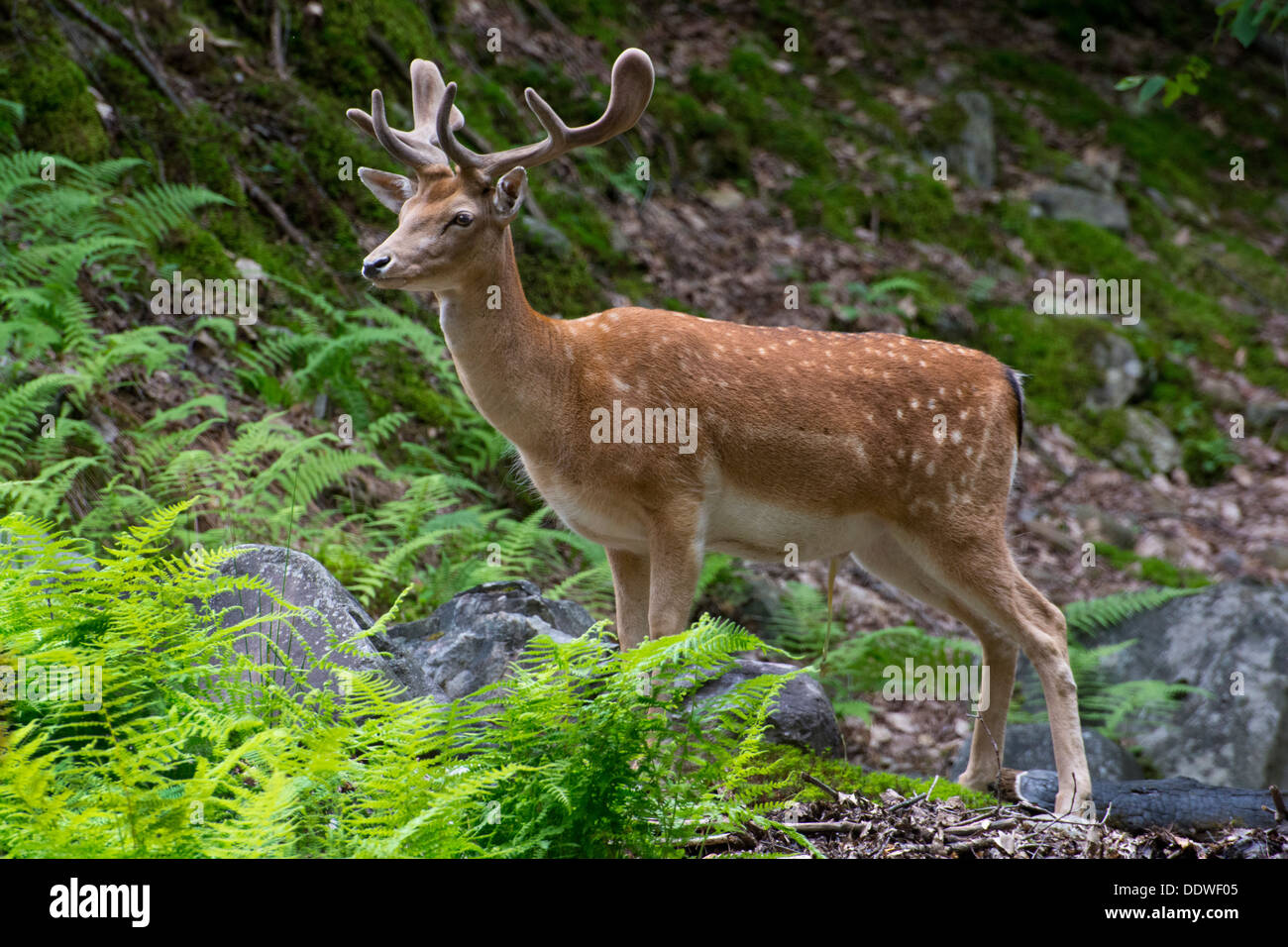 A Fallow Buck Stock Photo - Alamy